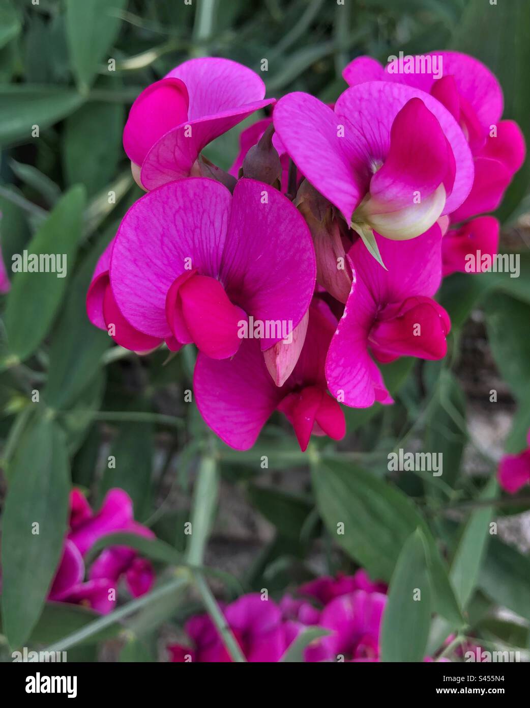Magenta flowers hi-res stock photography and images - Alamy