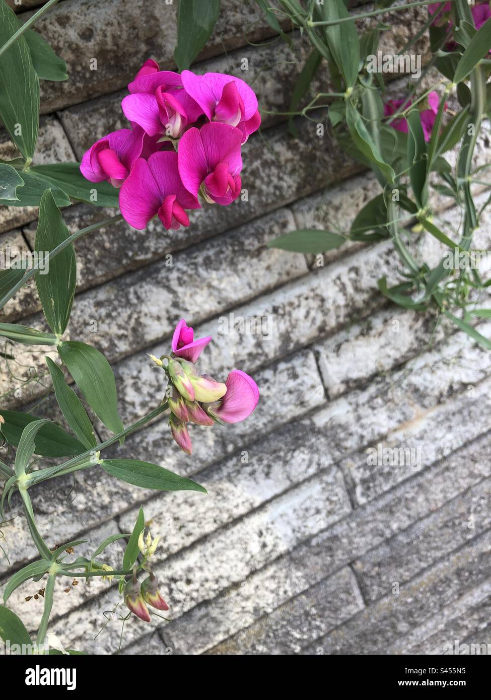 Growing in the rocks hi-res stock photography and images - Alamy