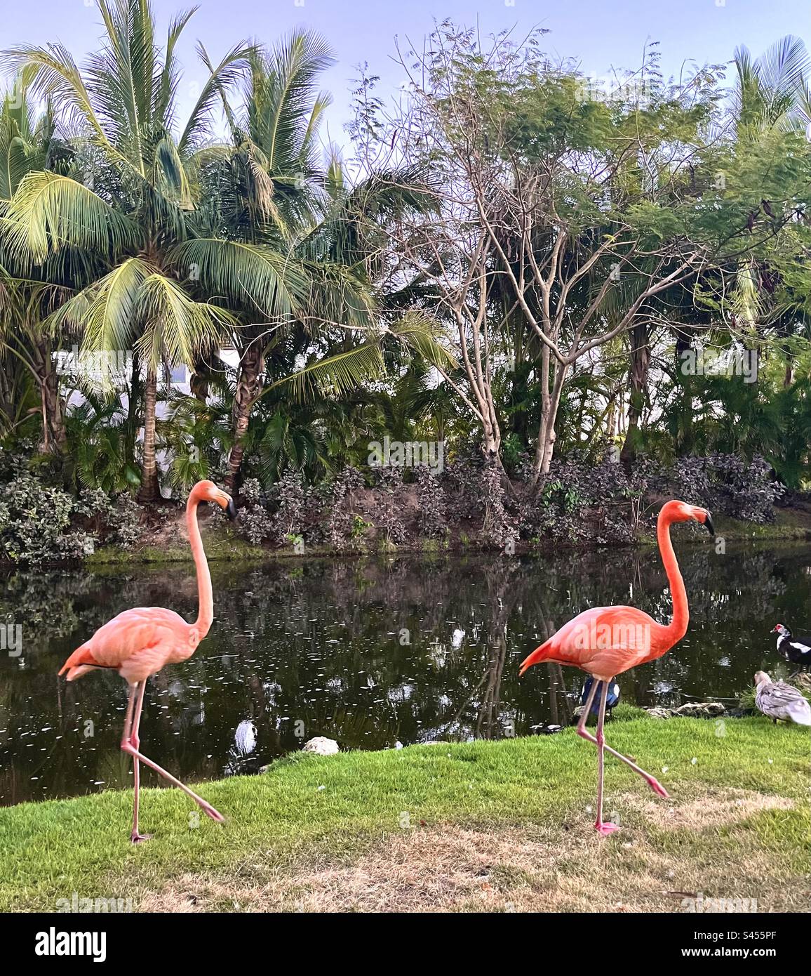 Dominican republic wildlife hi-res stock photography and images - Alamy