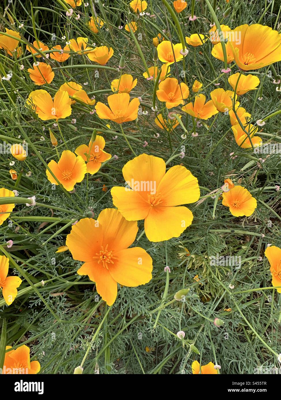 California poppy flowers hi-res stock photography and images - Alamy