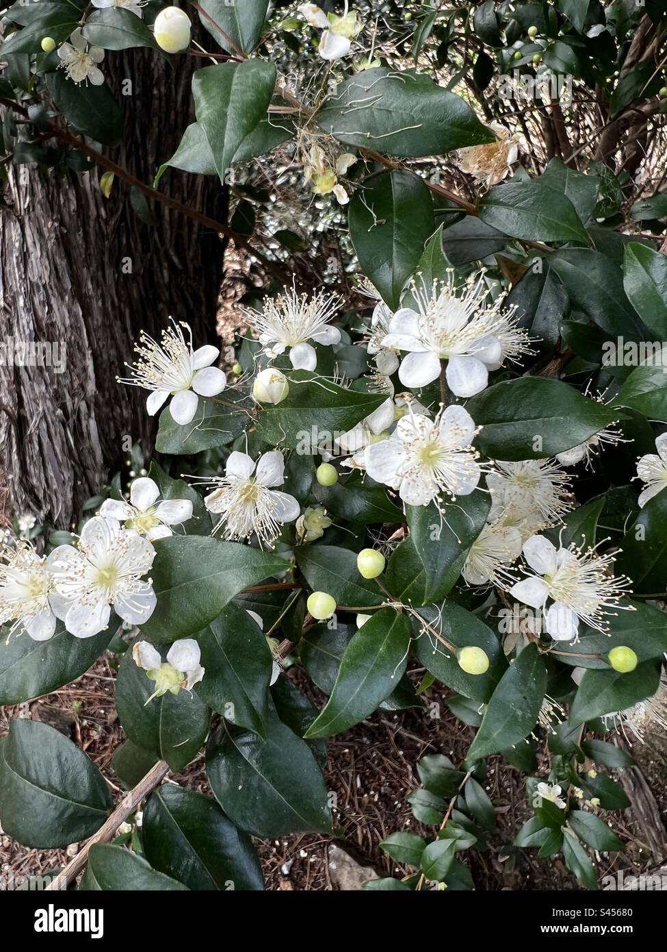 Il tipico hi-res stock photography and images - Alamy