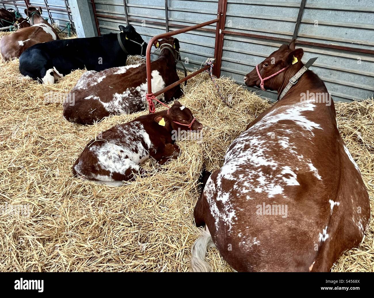 Three brown cows hi-res stock photography and images - Alamy