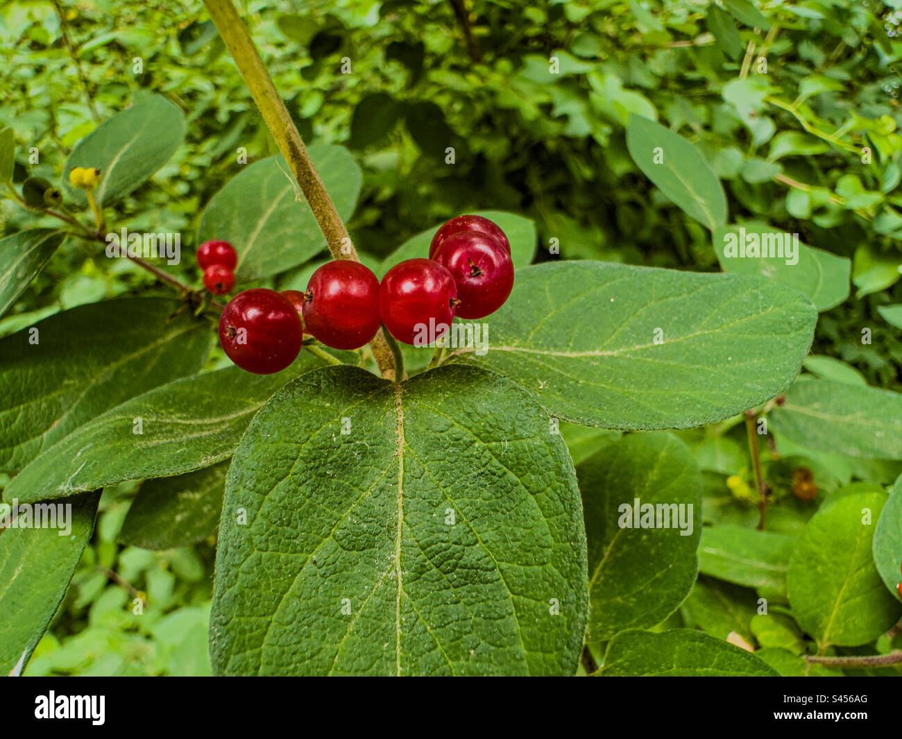 Bright red berries with green leaves hi-res stock photography and ...