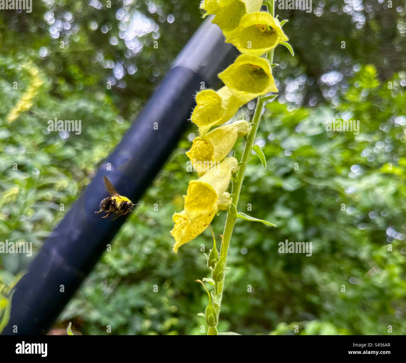 Cute little bumble bee flying towards yellow flowers Stock Photo - Alamy