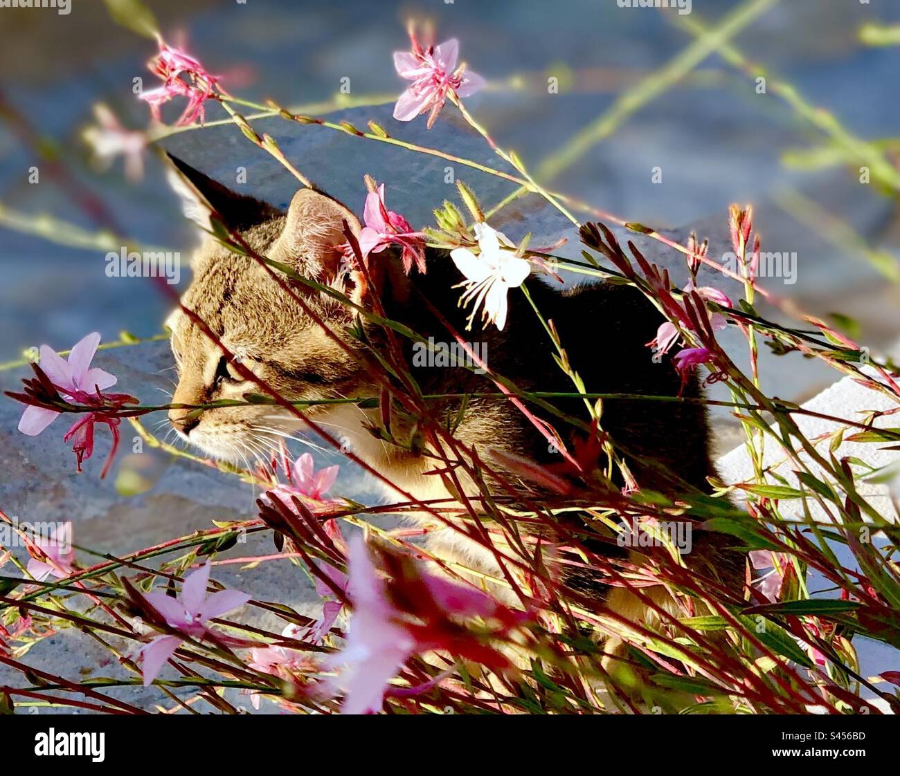 Greece stray hi-res stock photography and images - Alamy