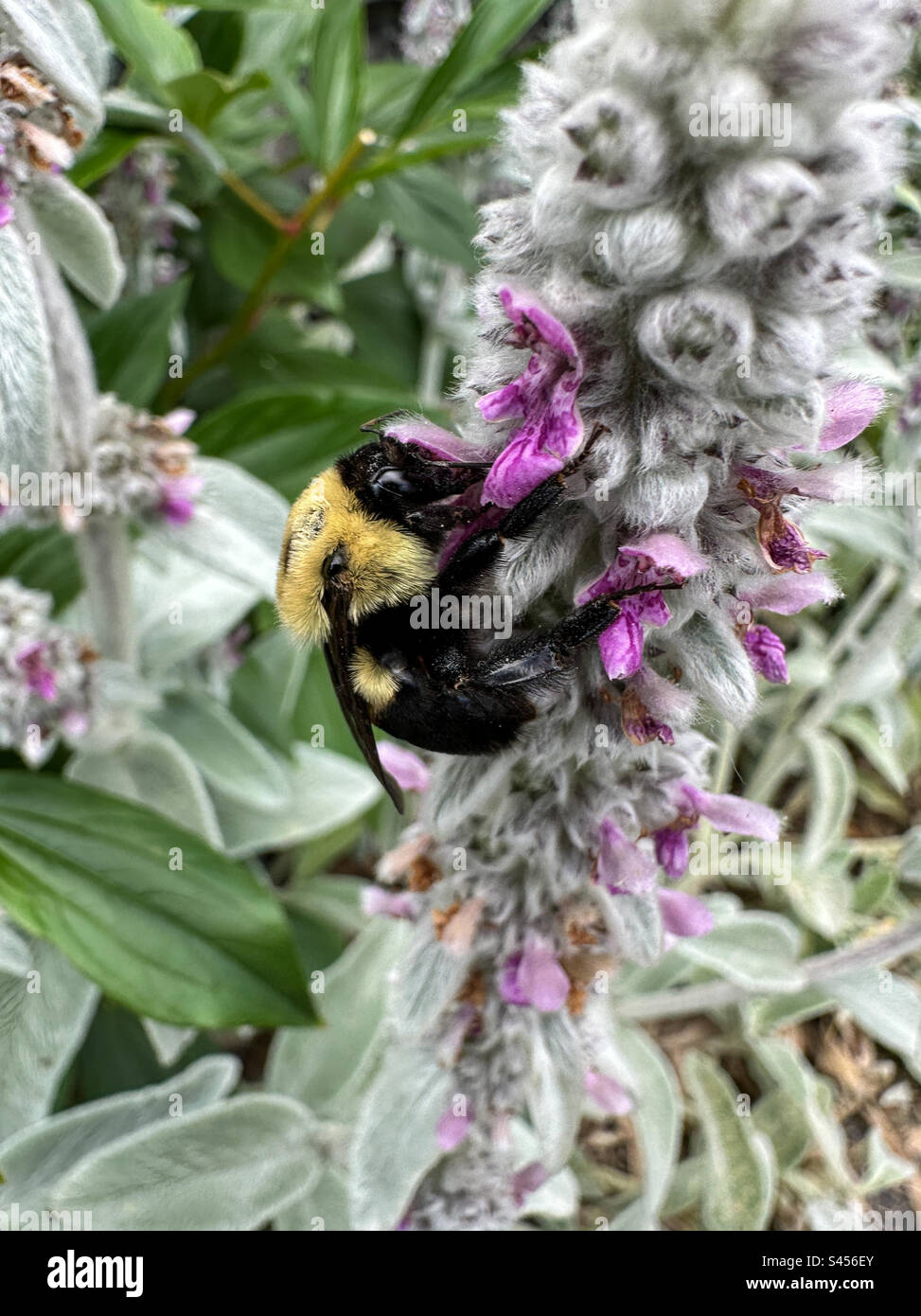 Queen bee on lambs ear plant Stock Photo - Alamy