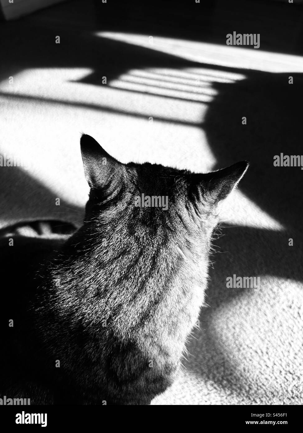 Cat and shadows Stock Photo - Alamy