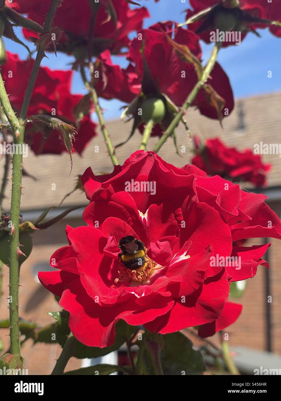 A bee collects pollen from a radiant red rose Stock Photo - Alamy