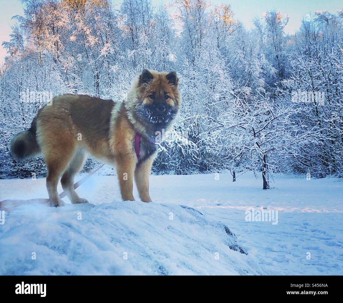 Scotland snow dog hi-res stock photography and images - Alamy