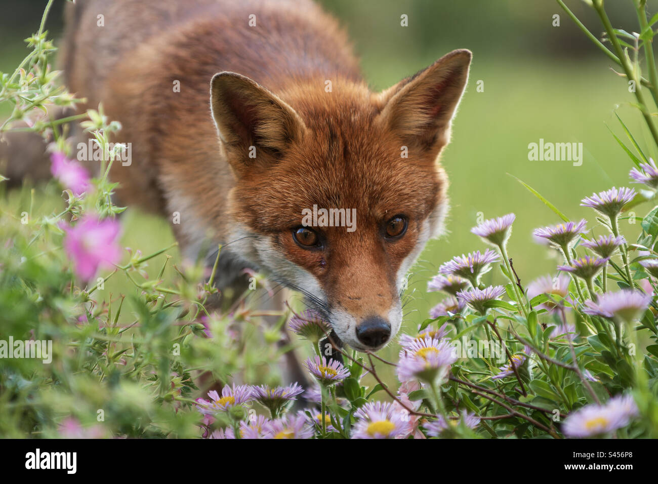 Smelling fox hi-res stock photography and images - Alamy