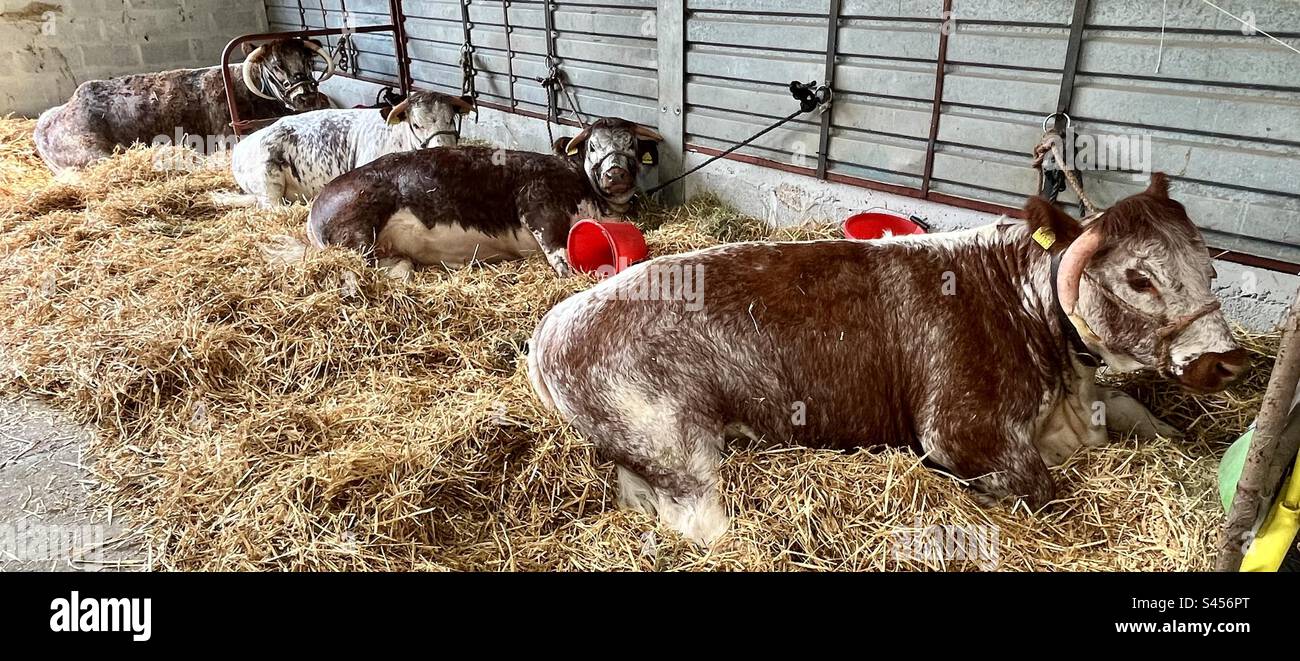 Longhorn cattle at three counties show 2023 Stock Photo - Alamy