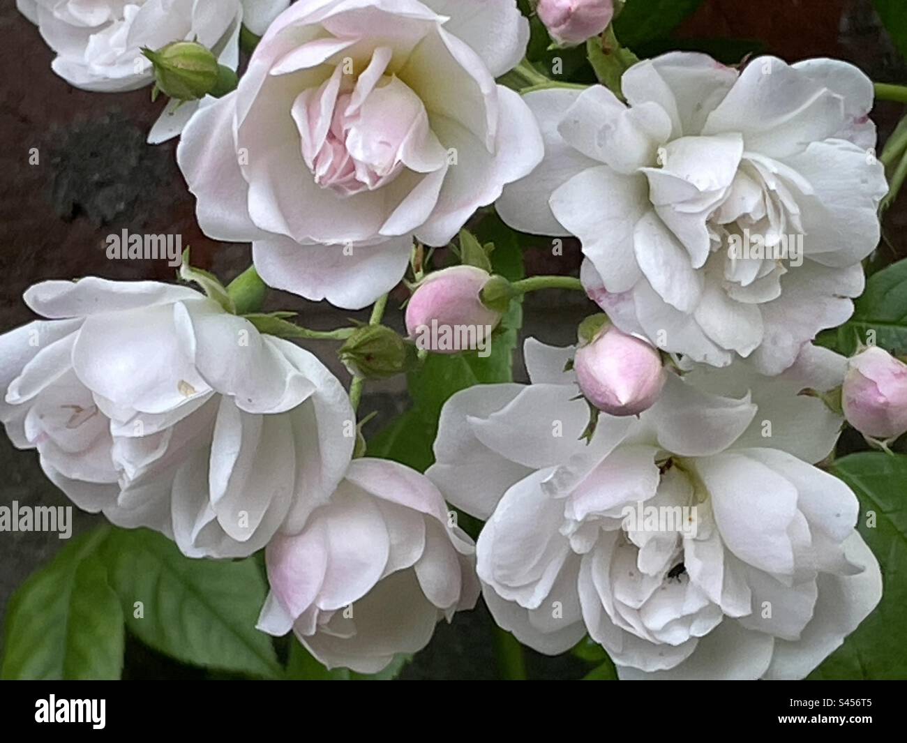 Beautiful climbing rose hi-res stock photography and images - Alamy