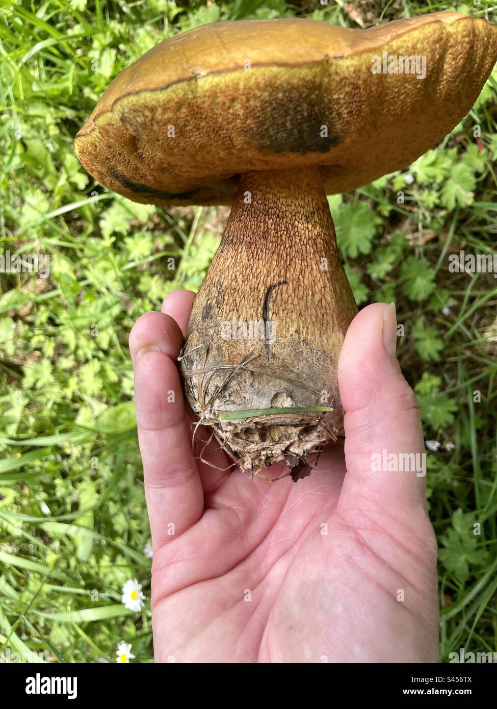 Luridus mushroom hi-res stock photography and images - Alamy