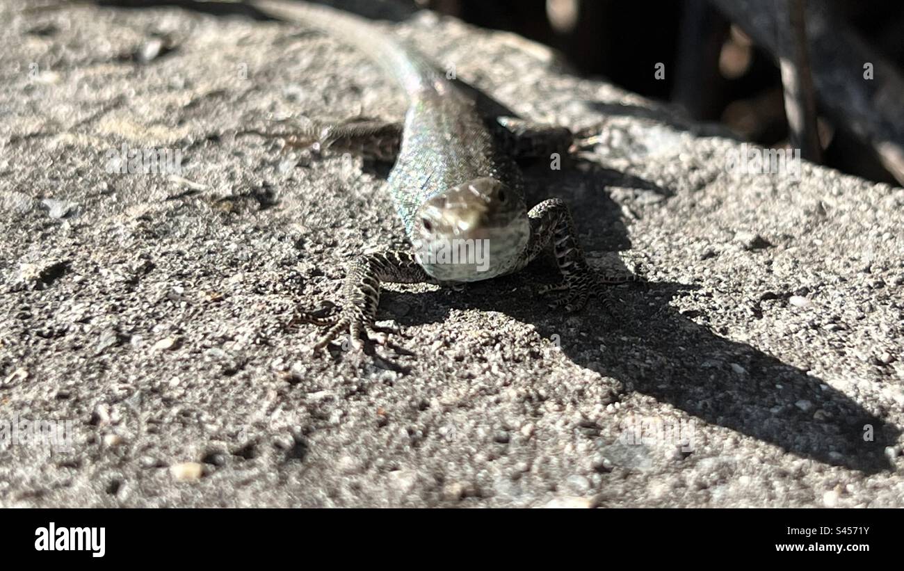 Lizard front hi-res stock photography and images - Alamy