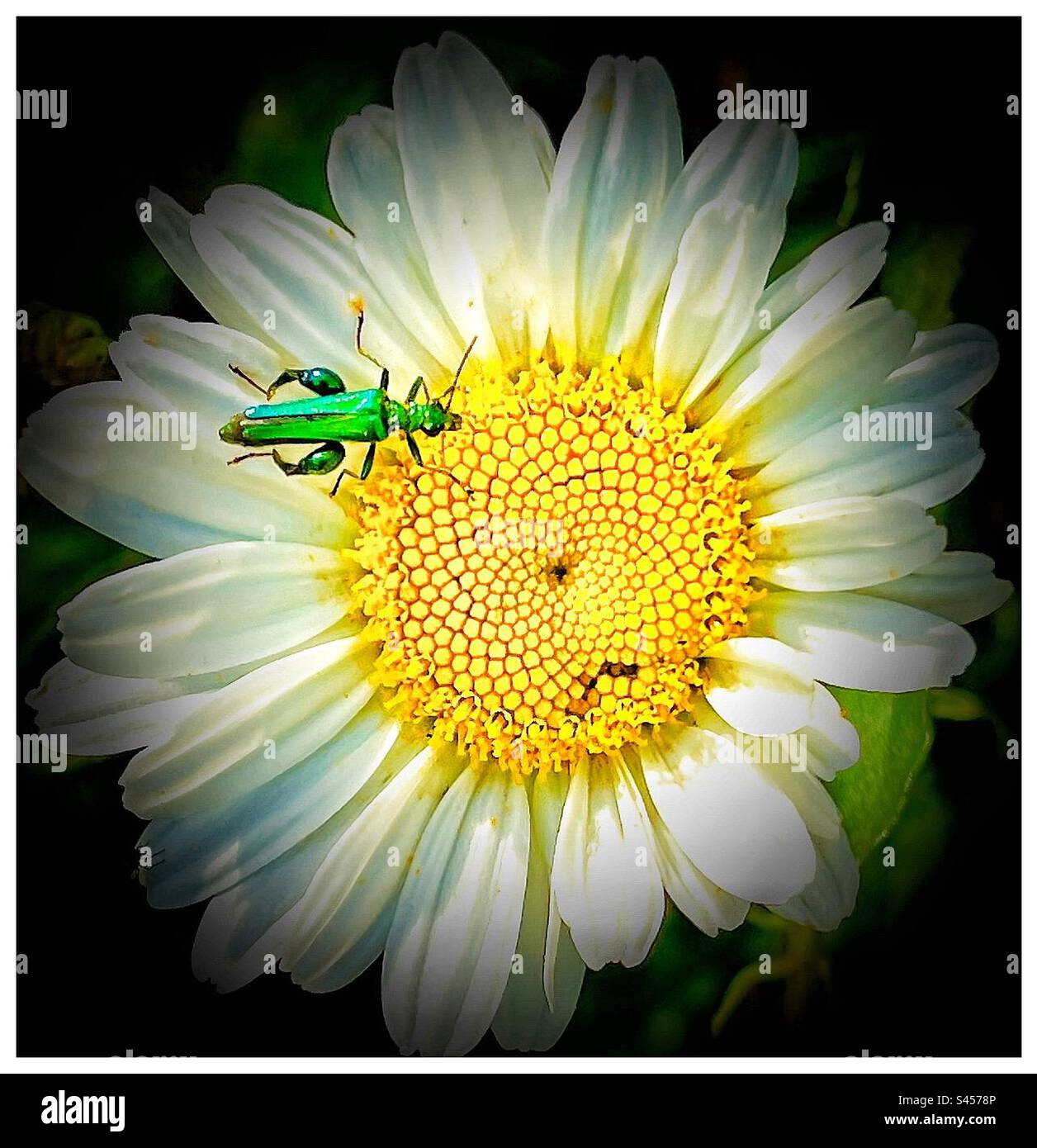 Swollen leg beetle on a Leucanthemum daisy Stock Photo - Alamy