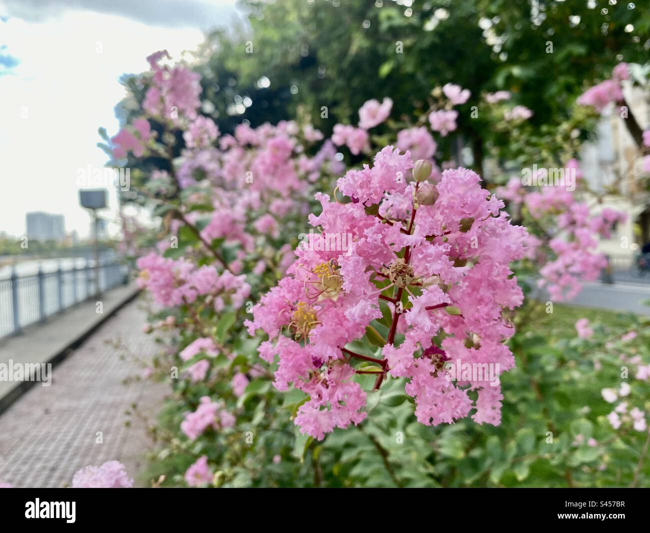 Giant crape myrtle hi-res stock photography and images - Alamy