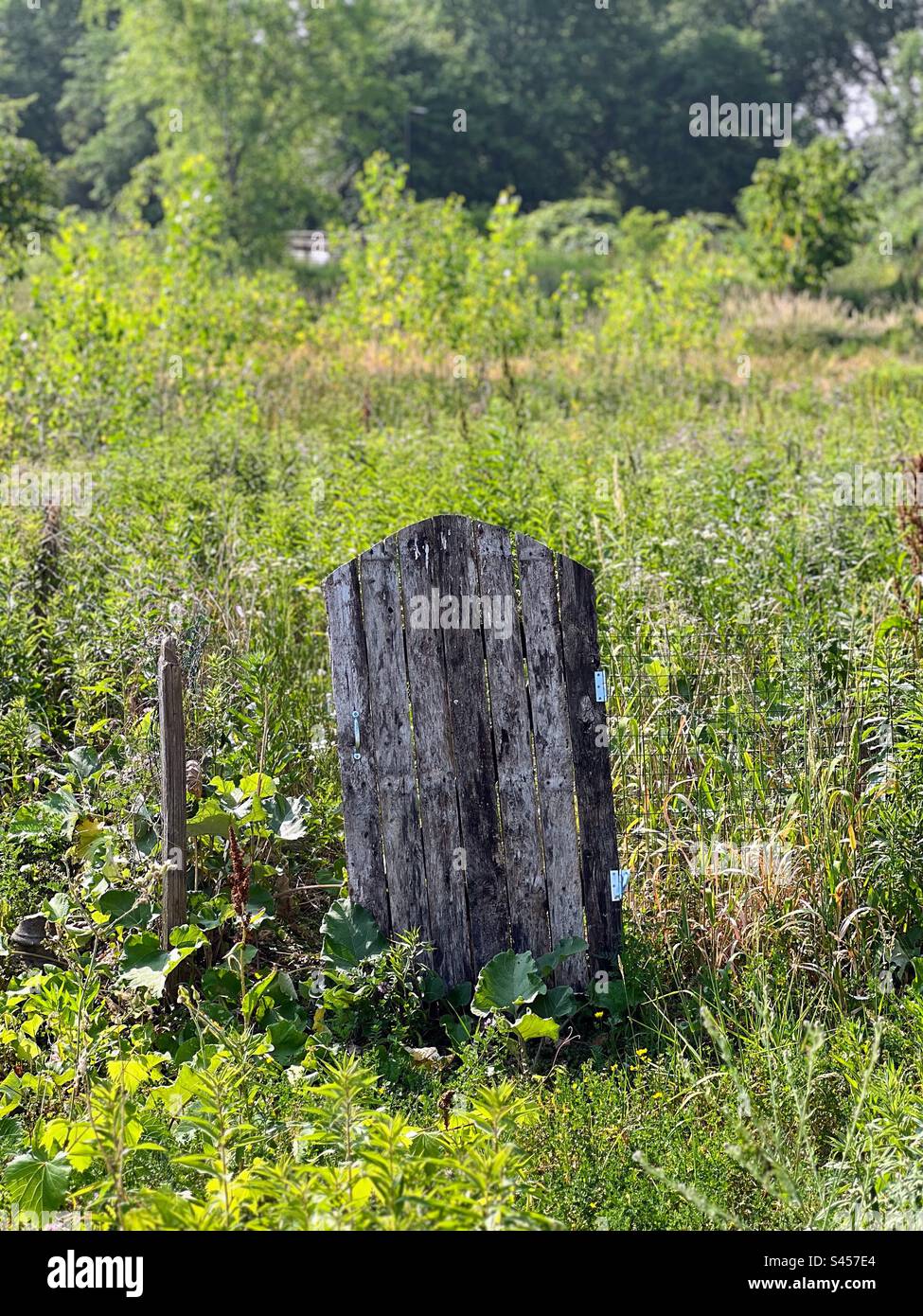 Wood slat fence gate standing alone in field of plants Stock Photo - Alamy