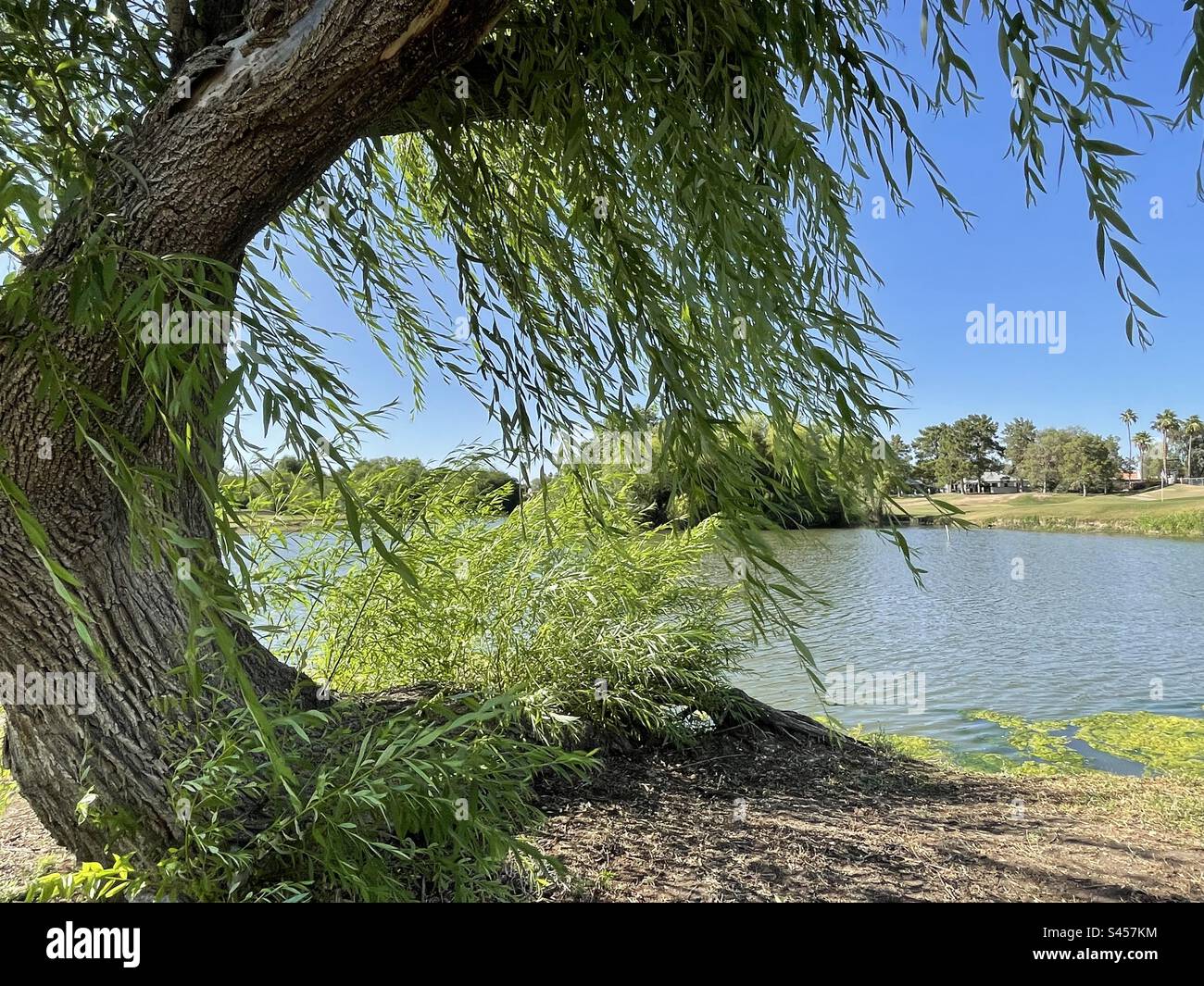 Branches dancing in the breeze hi-res stock photography and images - Alamy