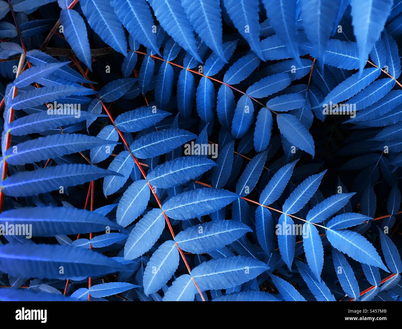 Blue tropical leaves Stock Photo - Alamy