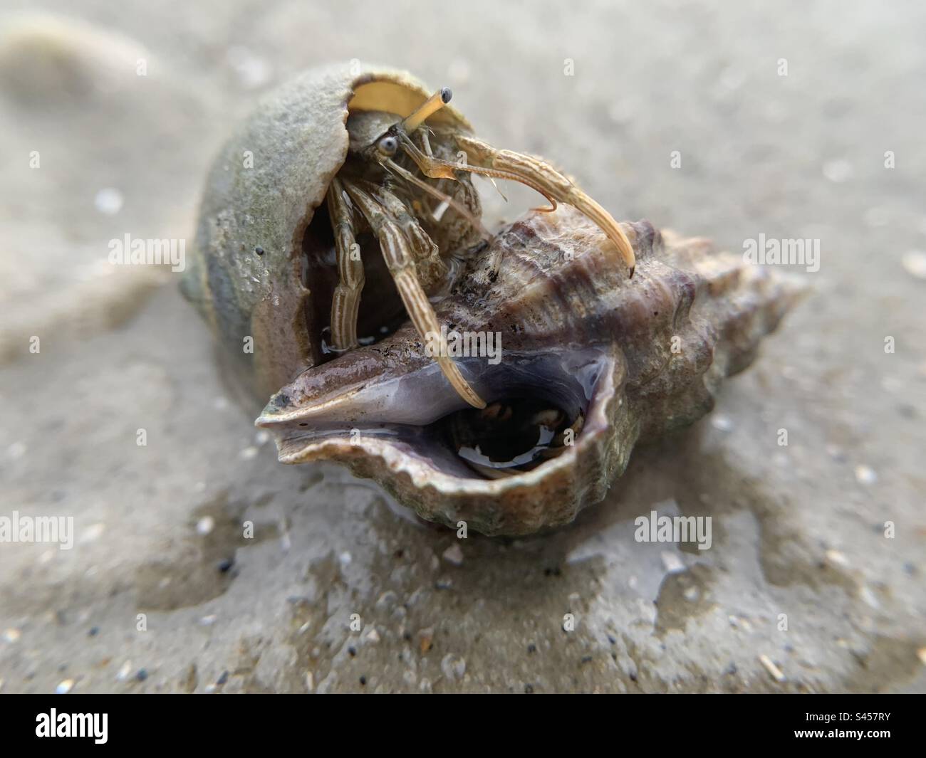 Crab in shell hi-res stock photography and images - Alamy