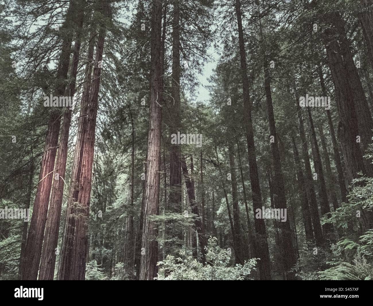 Atmospheric photo of Muir Woods Californian redwood trees with sunlight ...