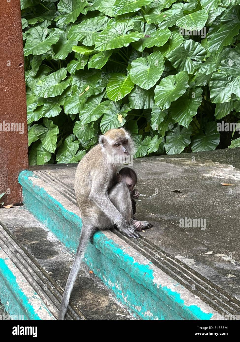 Monkey with its child Stock Photo - Alamy