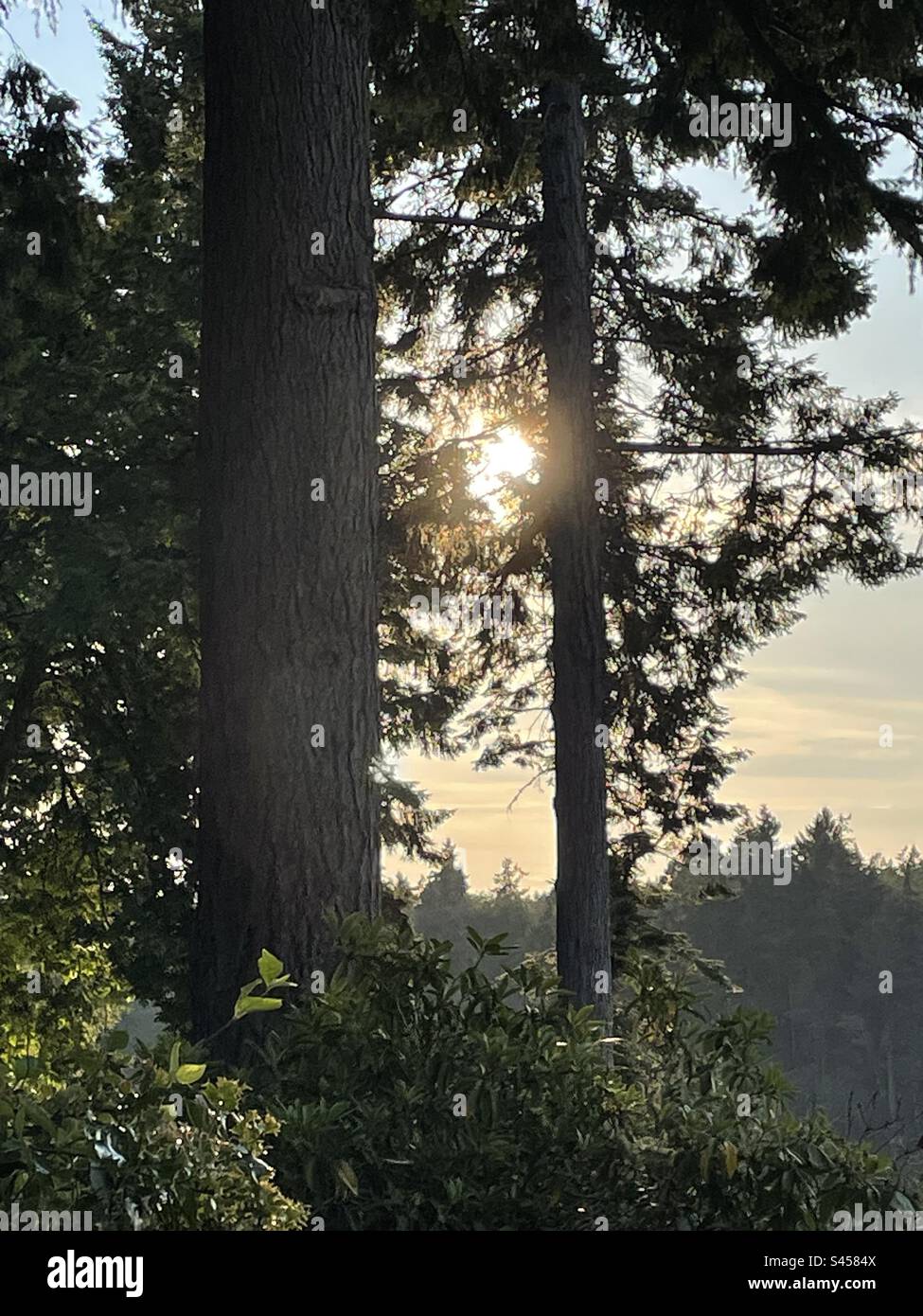 Sun setting through trees hi-res stock photography and images - Alamy