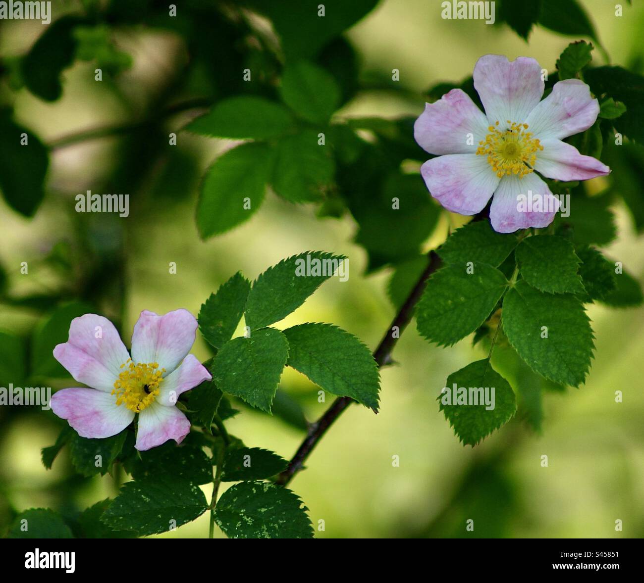 Buisson en fleurs hi-res stock photography and images - Alamy