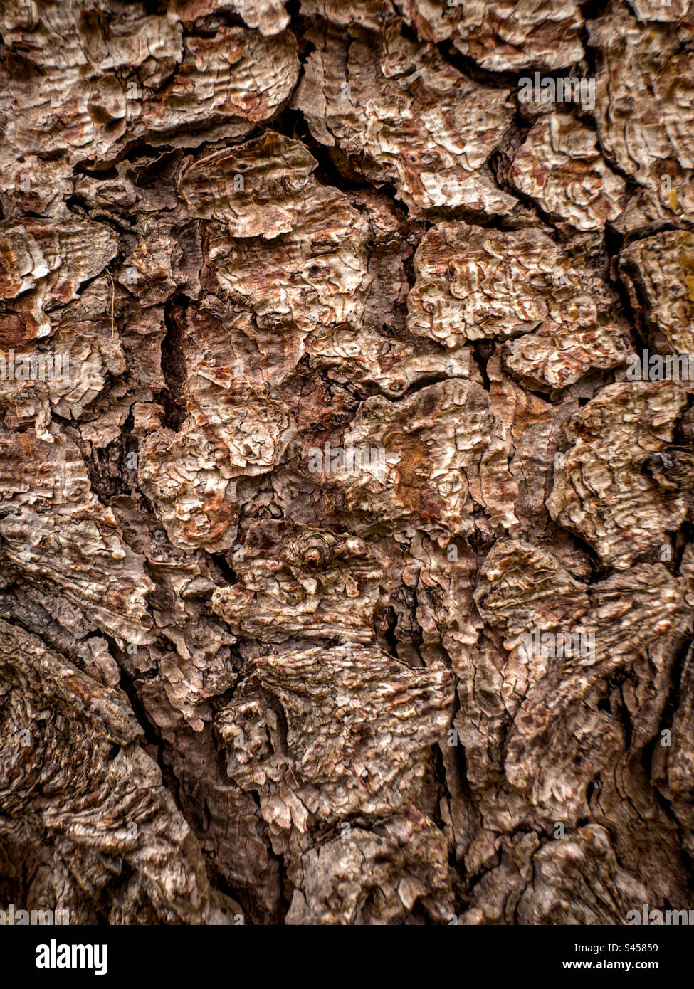 Conifer tree bark hi-res stock photography and images - Alamy
