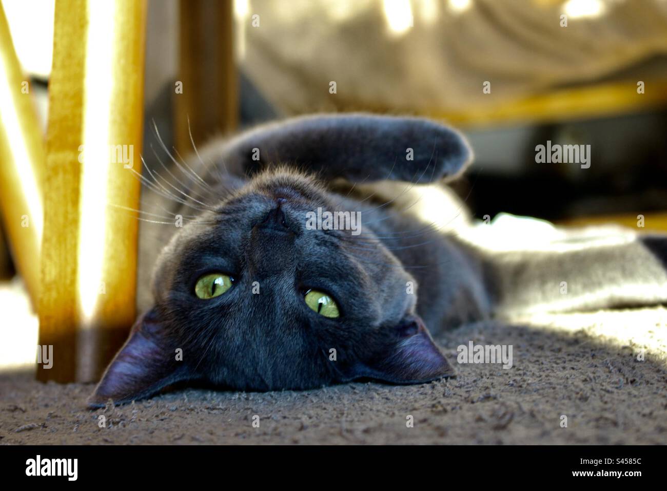 Petit chat mignon hi-res stock photography and images - Alamy