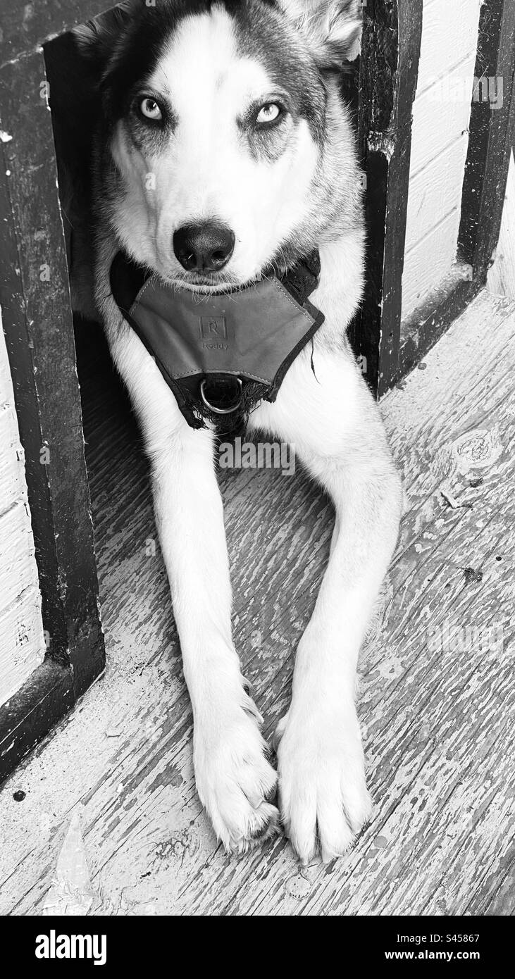 Simba dog Black and White Stock Photos & Images - Alamy
