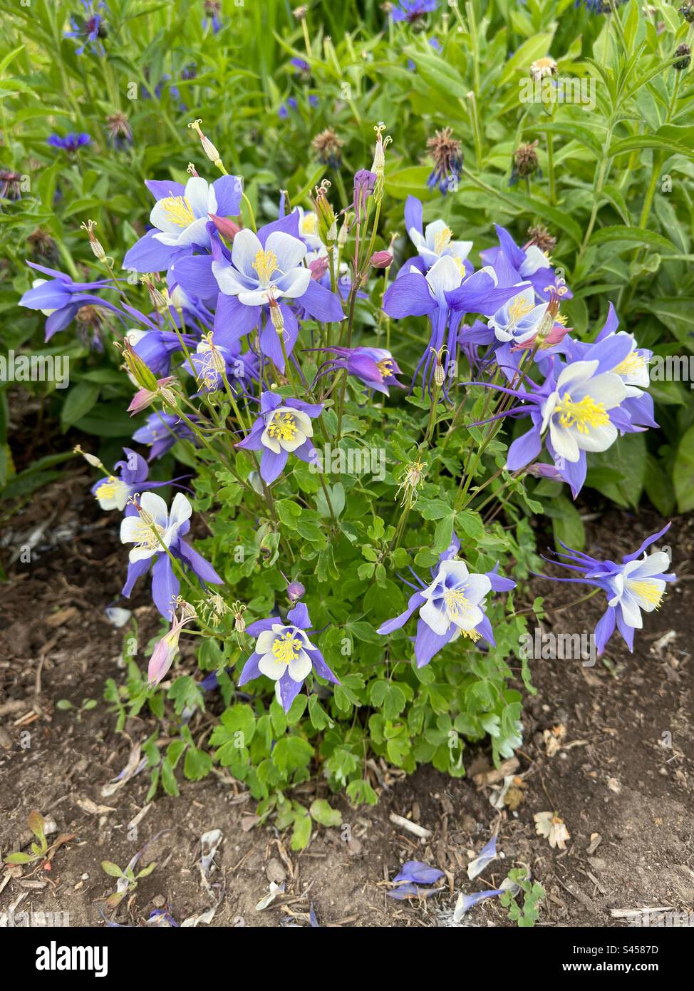 Columbine flowers hi-res stock photography and images - Alamy