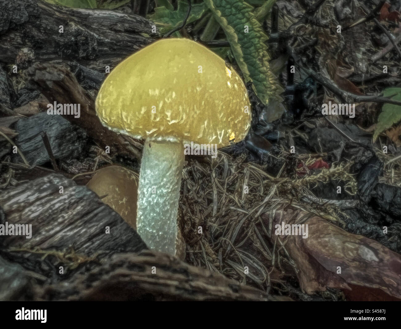 Single fungi hi-res stock photography and images - Alamy