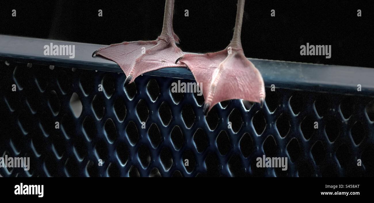 Seagull feet hi-res stock photography and images - Alamy