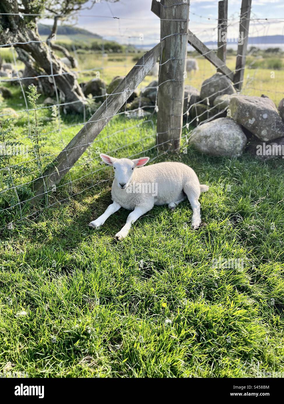 Lamb sitting hi-res stock photography and images - Alamy