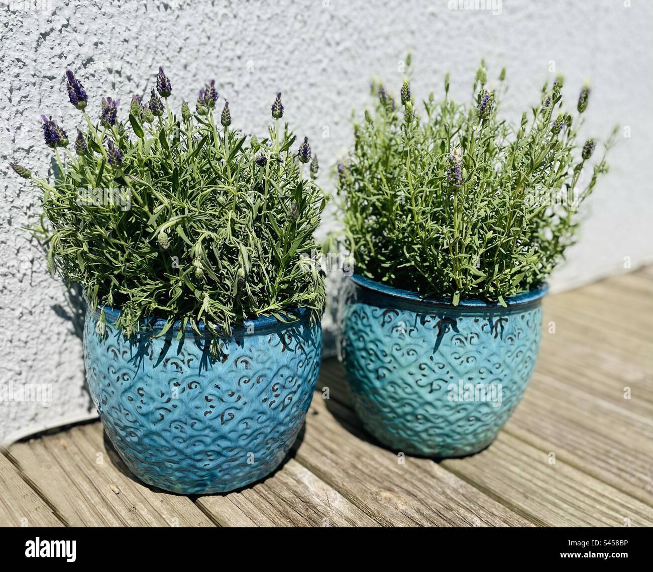 Pots of lavender hi-res stock photography and images - Alamy