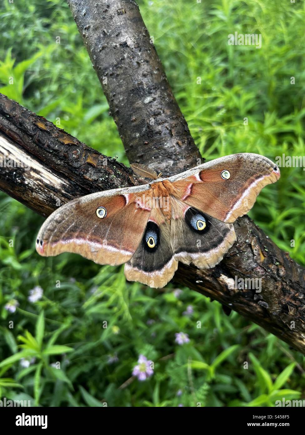 Polyphemus moth hi-res stock photography and images - Alamy