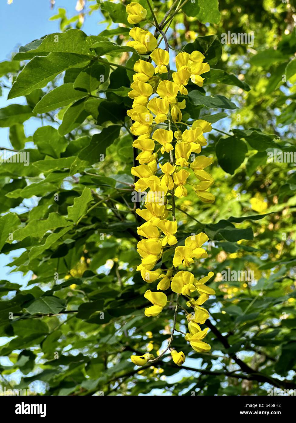 Laburnum alpine, golden chain flowers Stock Photo - Alamy
