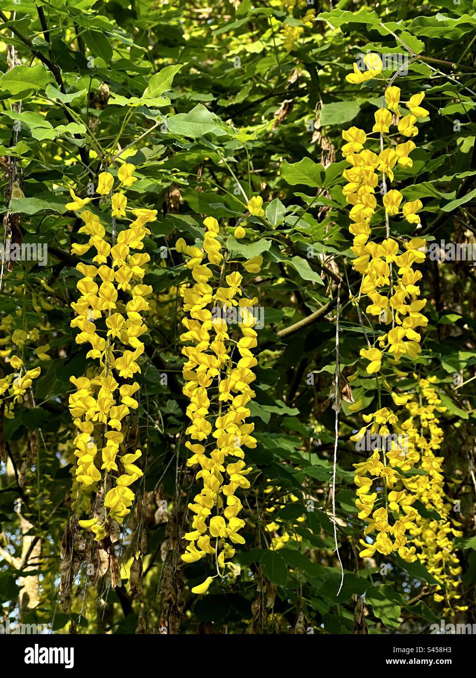 Laburnum alpinum, golden chain flowers Stock Photo - Alamy