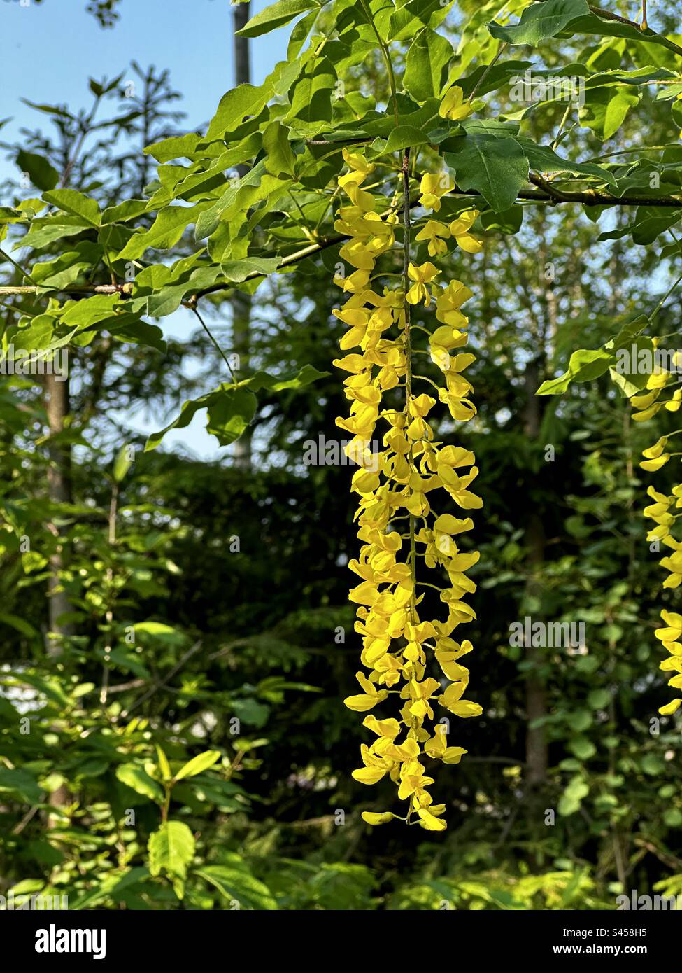 Laburnum alpinum, golden chain flowers Stock Photo - Alamy