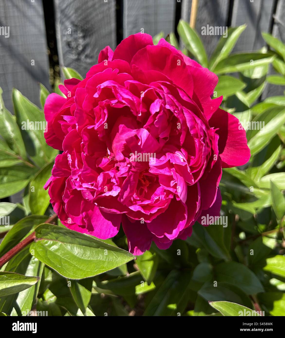 Best peony photo hi-res stock photography and images - Alamy