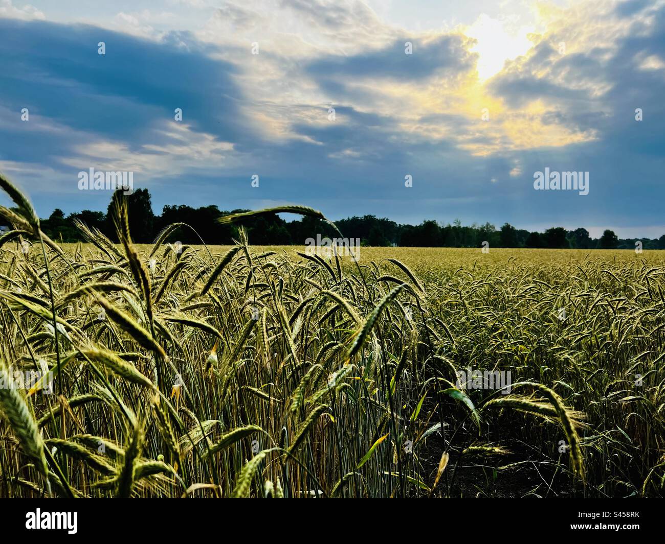 Grain rain hi-res stock photography and images - Alamy