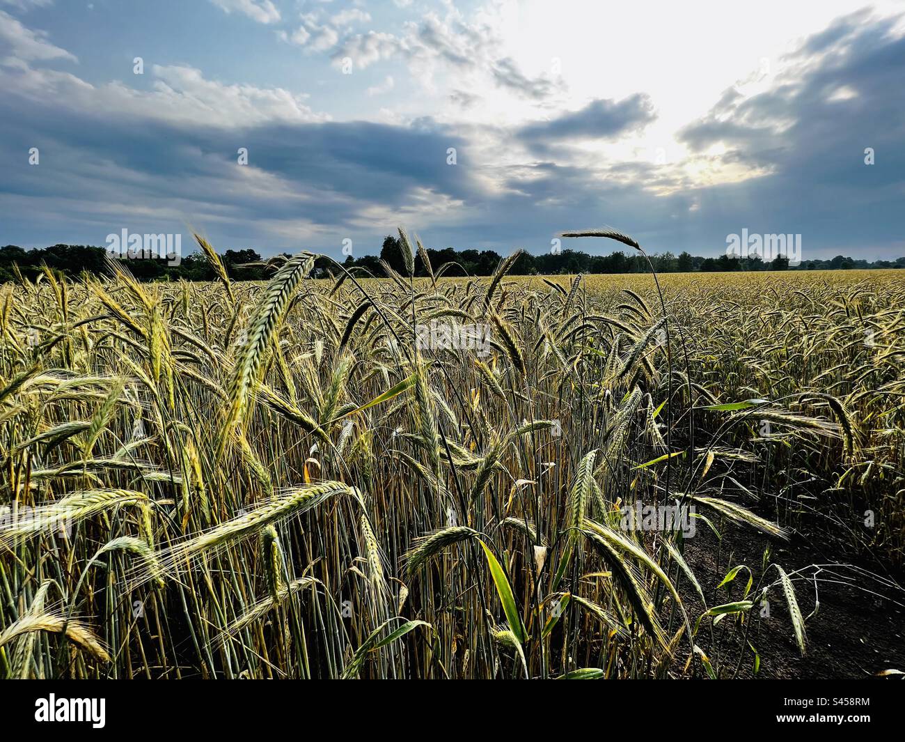 Grain rain hi-res stock photography and images - Alamy