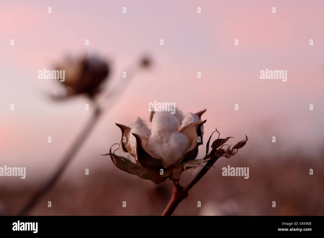 Cotton on a suburban Phoenix farm, ready for harvest Stock Photo - Alamy