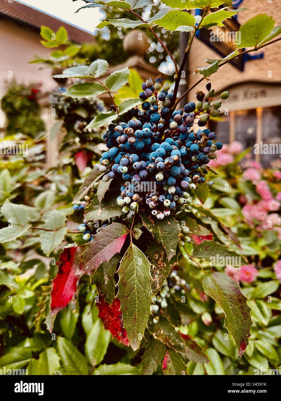 Salmon barberry hi-res stock photography and images - Alamy