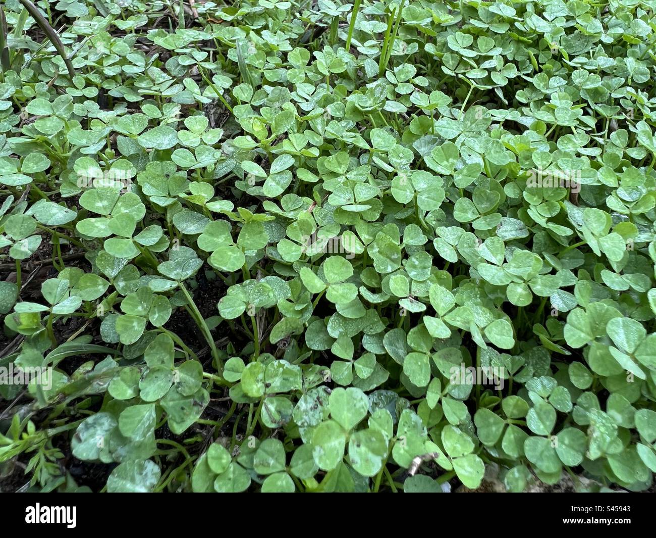 Growth of clover hi-res stock photography and images - Alamy