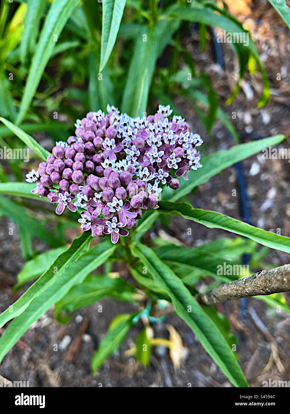 Narrow-leaf milkweed plant with flowers Stock Photo - Alamy