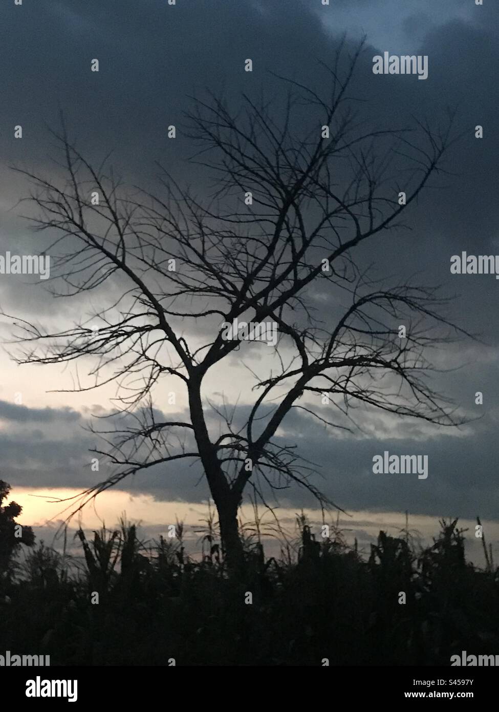 Withered tree hi-res stock photography and images - Alamy