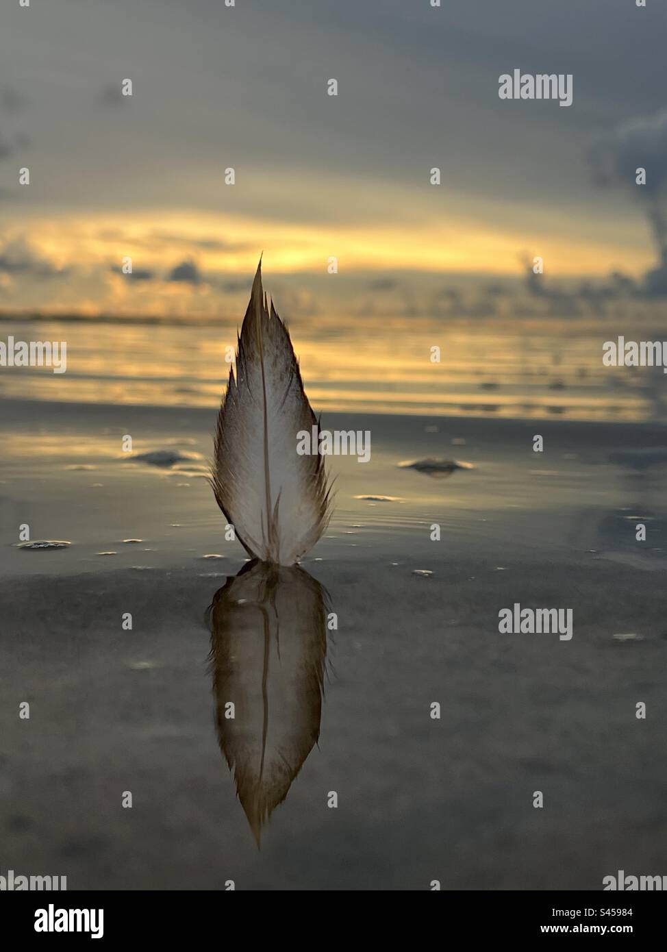 Feather in the sand with golden sunset background and reflection Stock ...