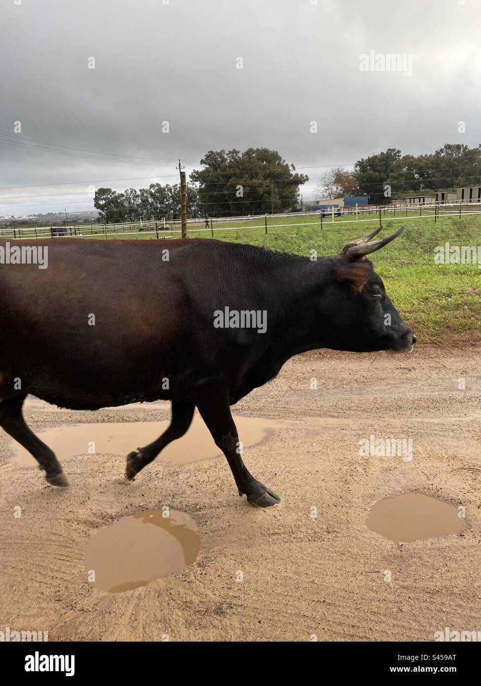 Bull life hi-res stock photography and images - Alamy